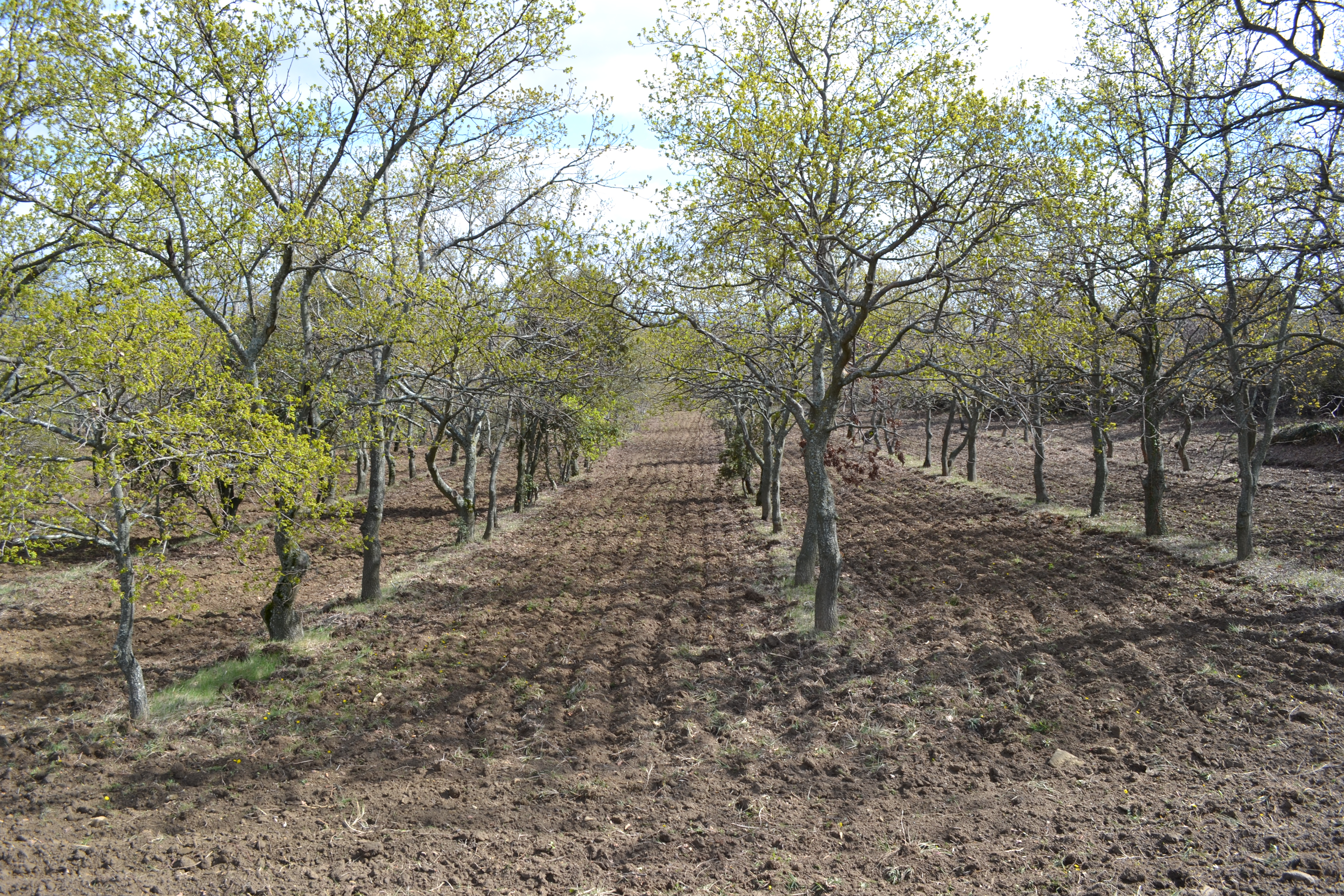 La truffe en images - Syndicat des Trufficulteurs du Val de Drôme